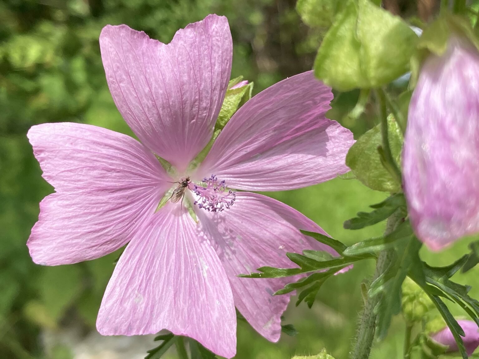 Die Malve. Eine der ältesten Heilpflanzen - Von-draussen.blog