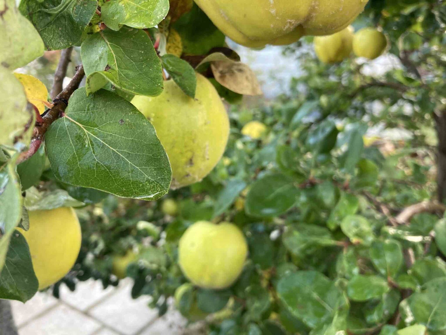 Die Quitte - ein kulinarisches Geschmackserlebnis - Von-draussen.blog