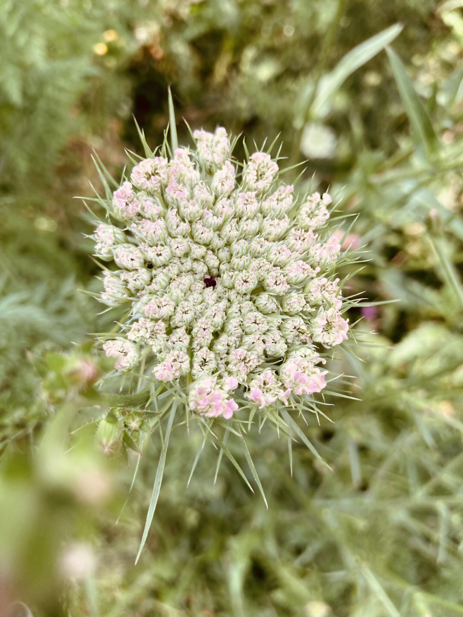 Die Wilde Möhre (Dacus Carota) - Von-draussen.blog