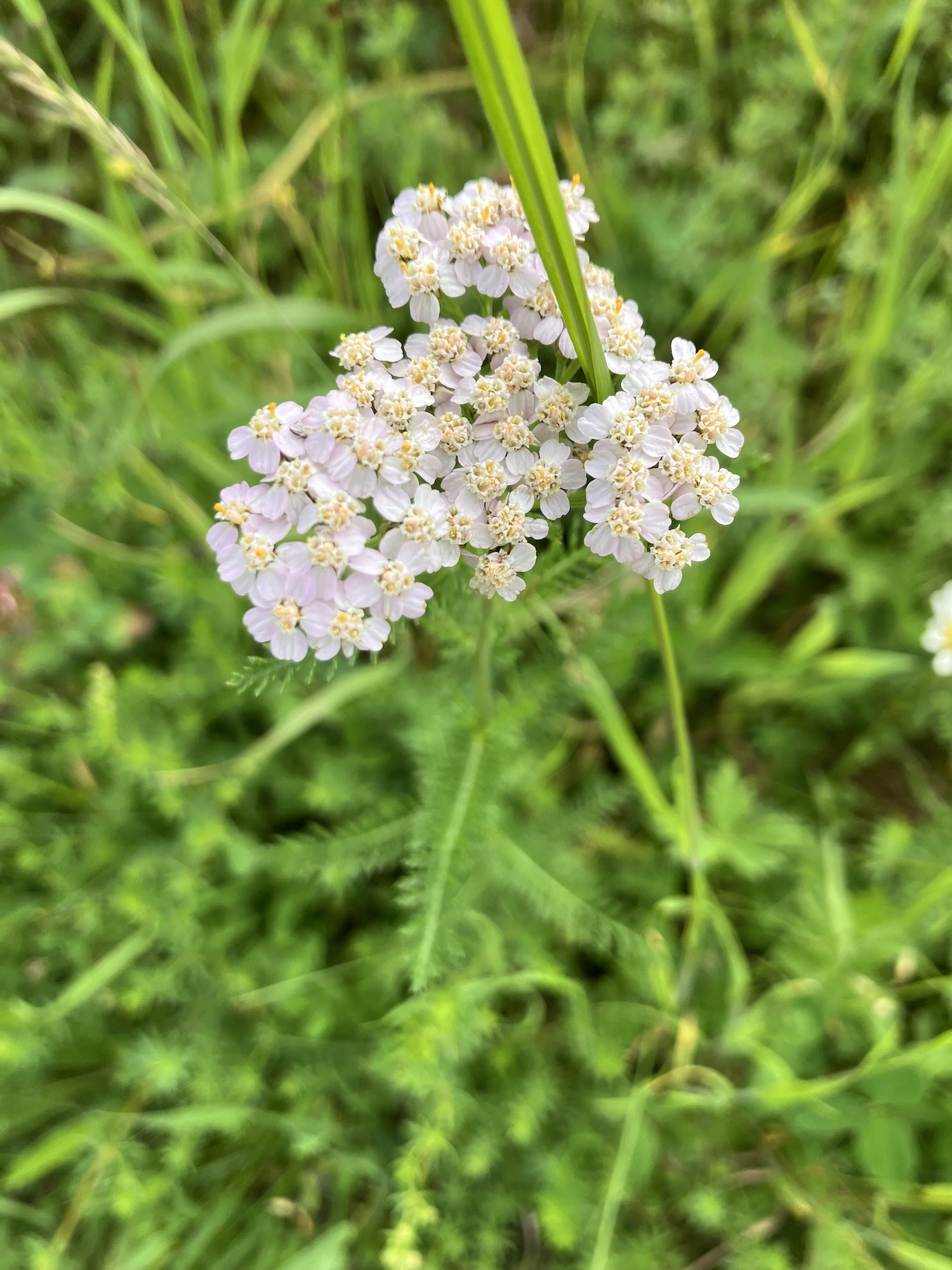 Die Gewöhnliche Schafgarbe - Von-draussen.blog